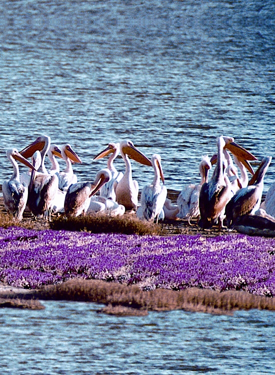 The river Evros Delta - e-evros.gr